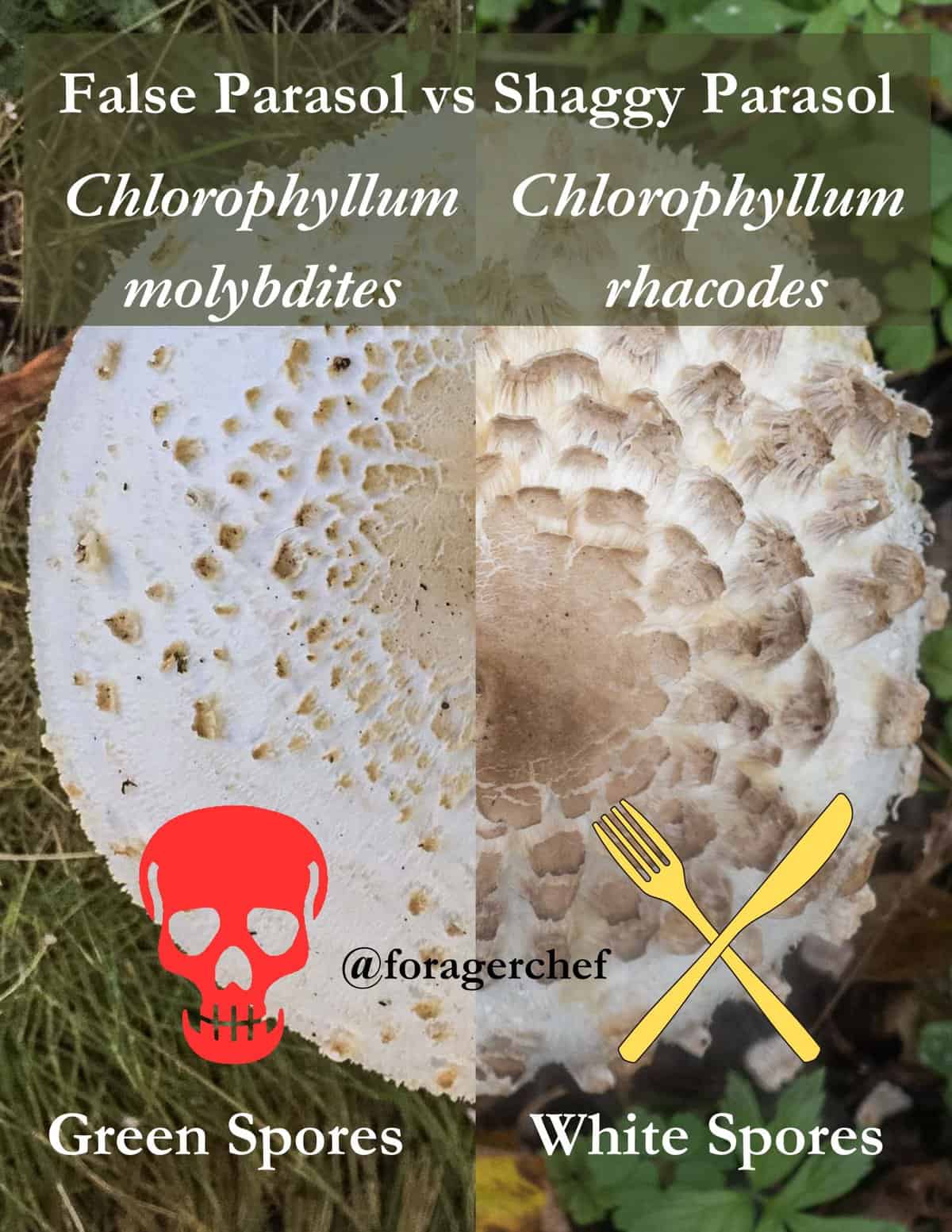 Shaggy Parasol – Chlorophyllum rachodes – Central Oregon Mushroom Club
